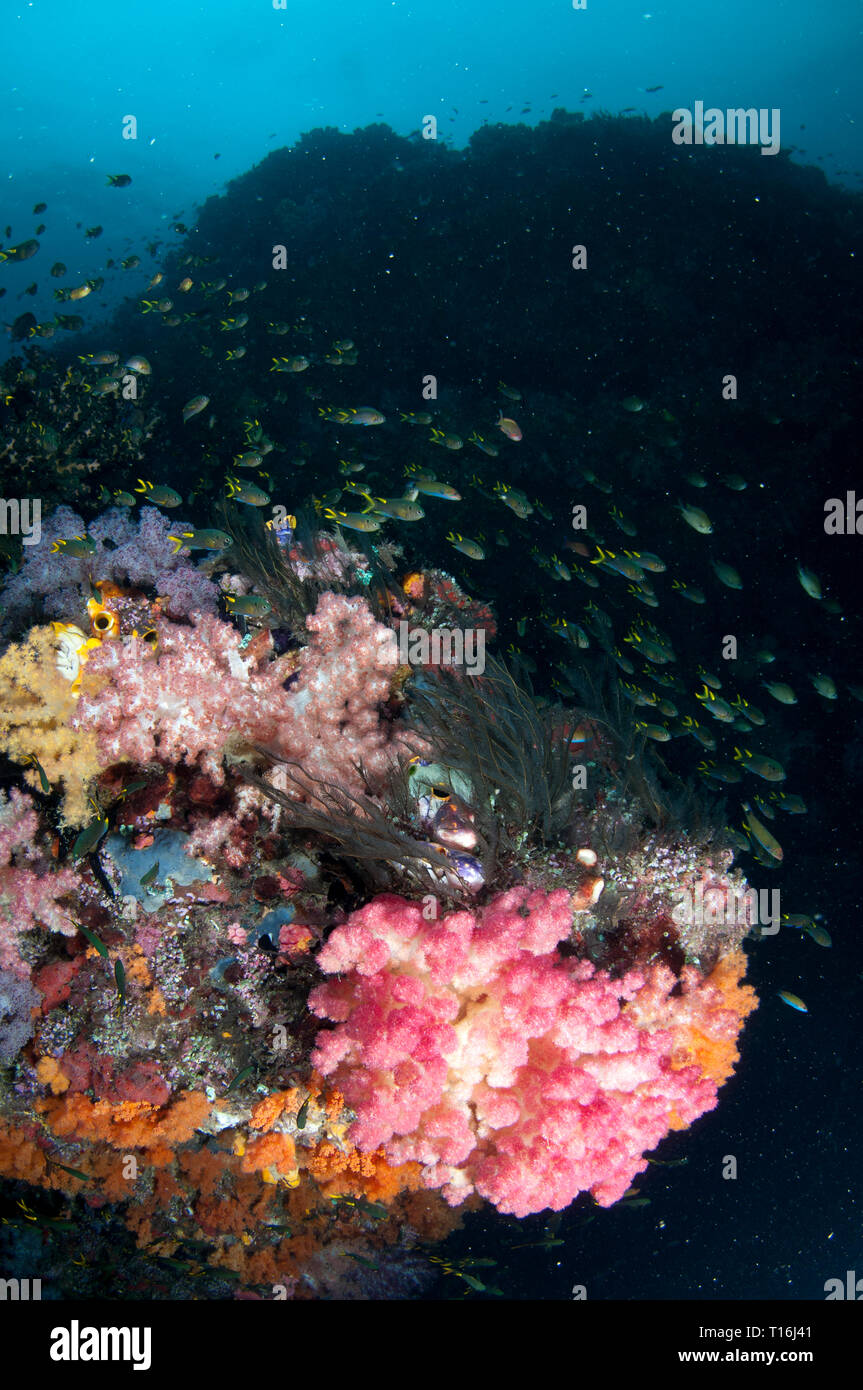 Reef Scene with small fish, J-Nose dive site, near Balbulol Island ...