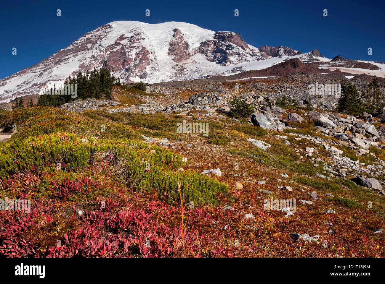 Huckleberry bushes hi-res stock photography and images - Alamy