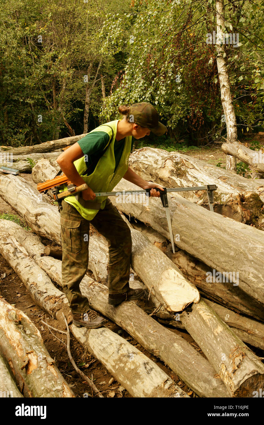 The forester is measuring the wood Stock Photo - Alamy