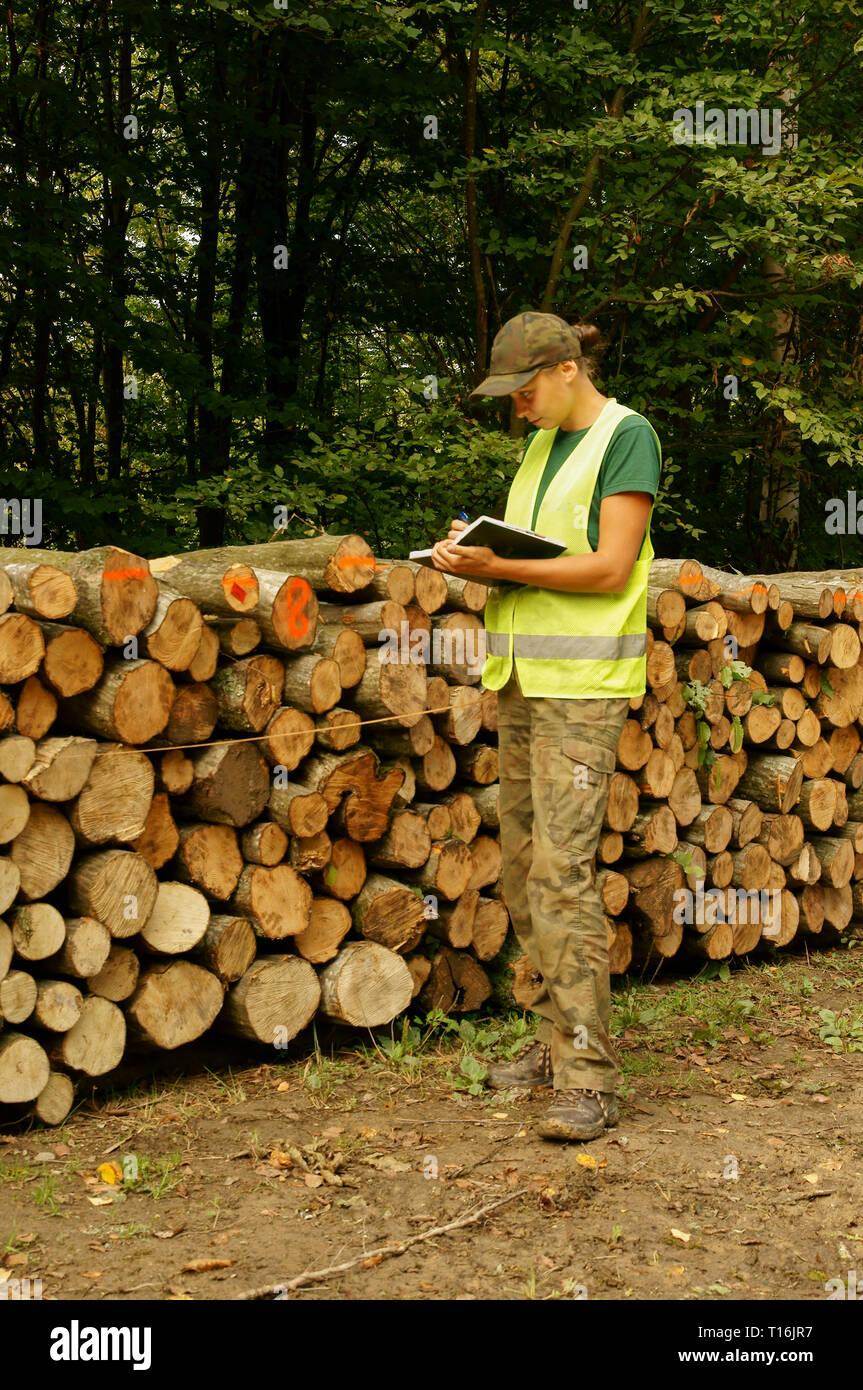 Young woman ranger checks the quality of wood. Forester at work Stock ...