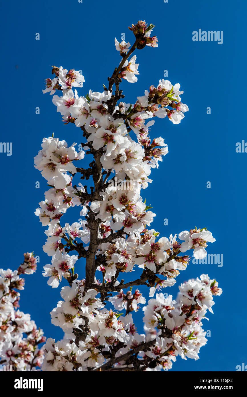 Almond tree california hi-res stock photography and images - Alamy