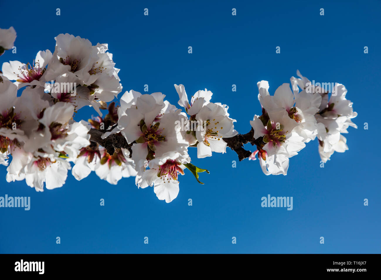 Almond tree california hi-res stock photography and images - Alamy