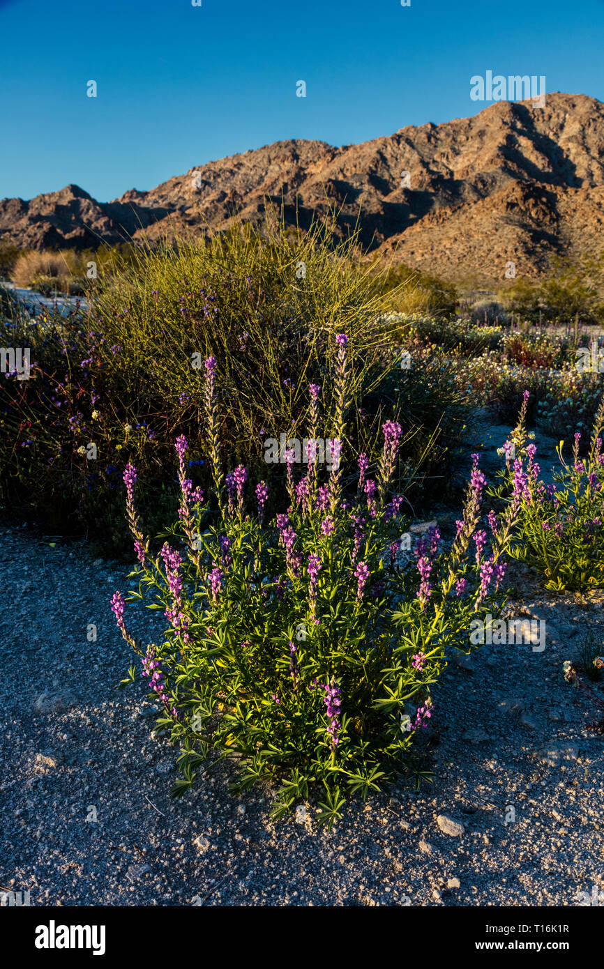 Tree lupin hi-res stock photography and images - Alamy