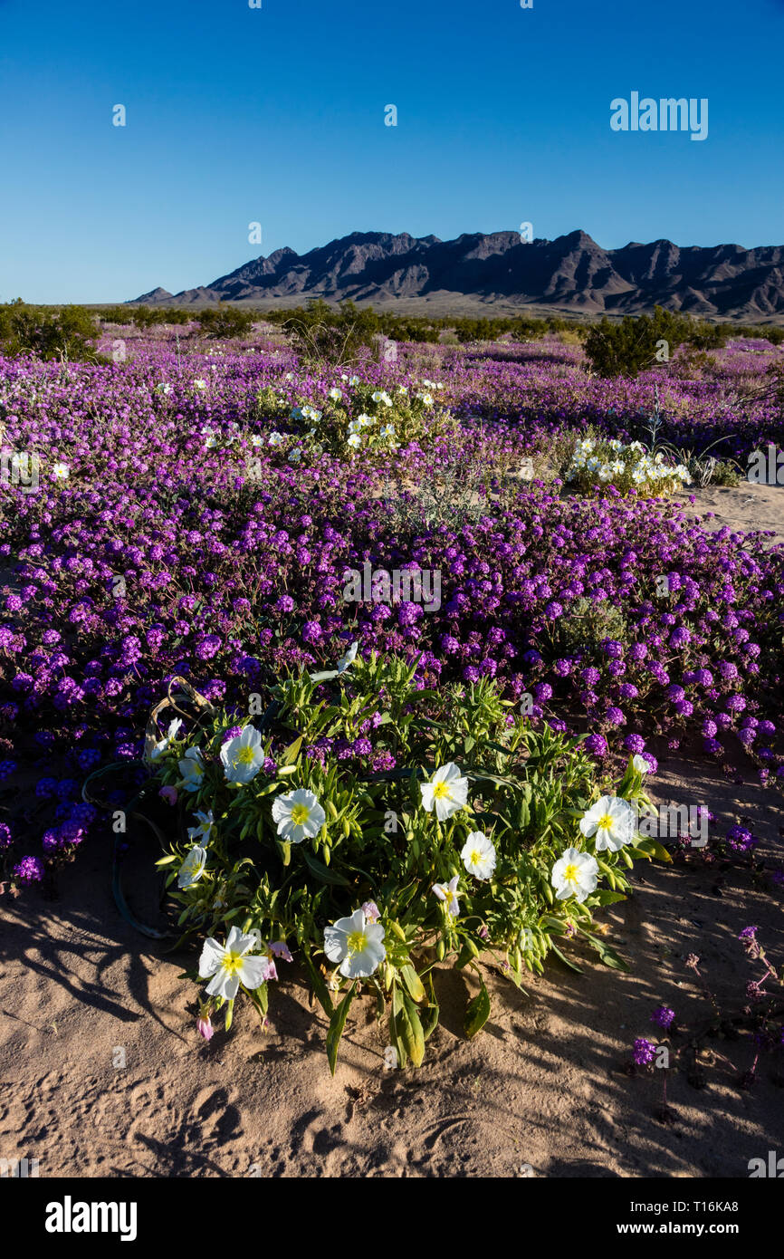 Early morning light on SAND VERBENA (Abronia villosa) & CALIFORNIA ...