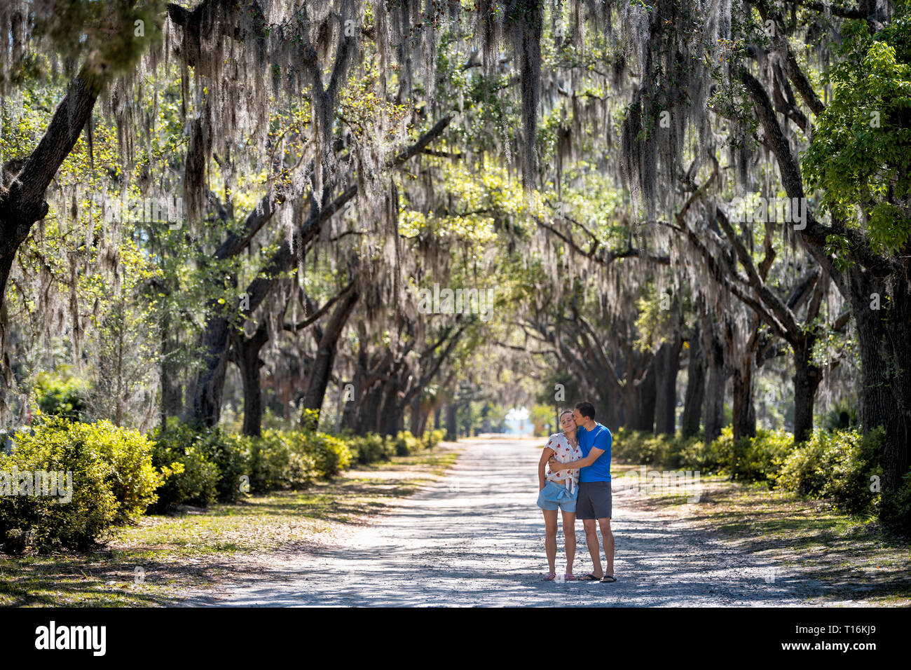 Street road landscape with oak trees path in Savannah, Georgia famous ...