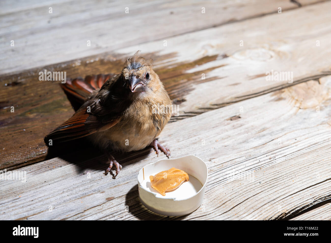 Sick baby bird hi-res stock photography and images - Alamy