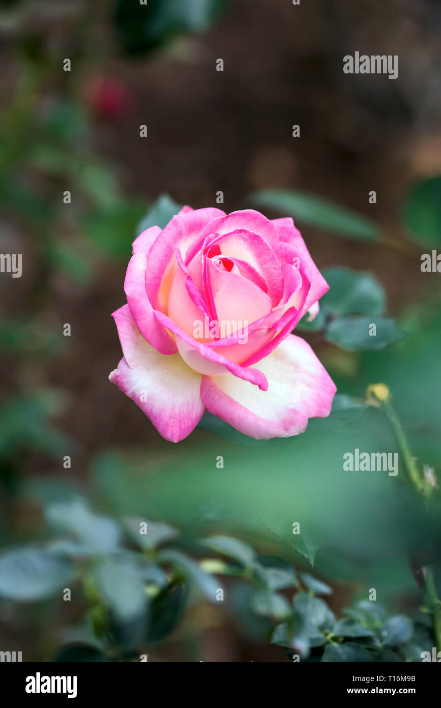 Plants roses hi-res stock photography and images - Alamy
