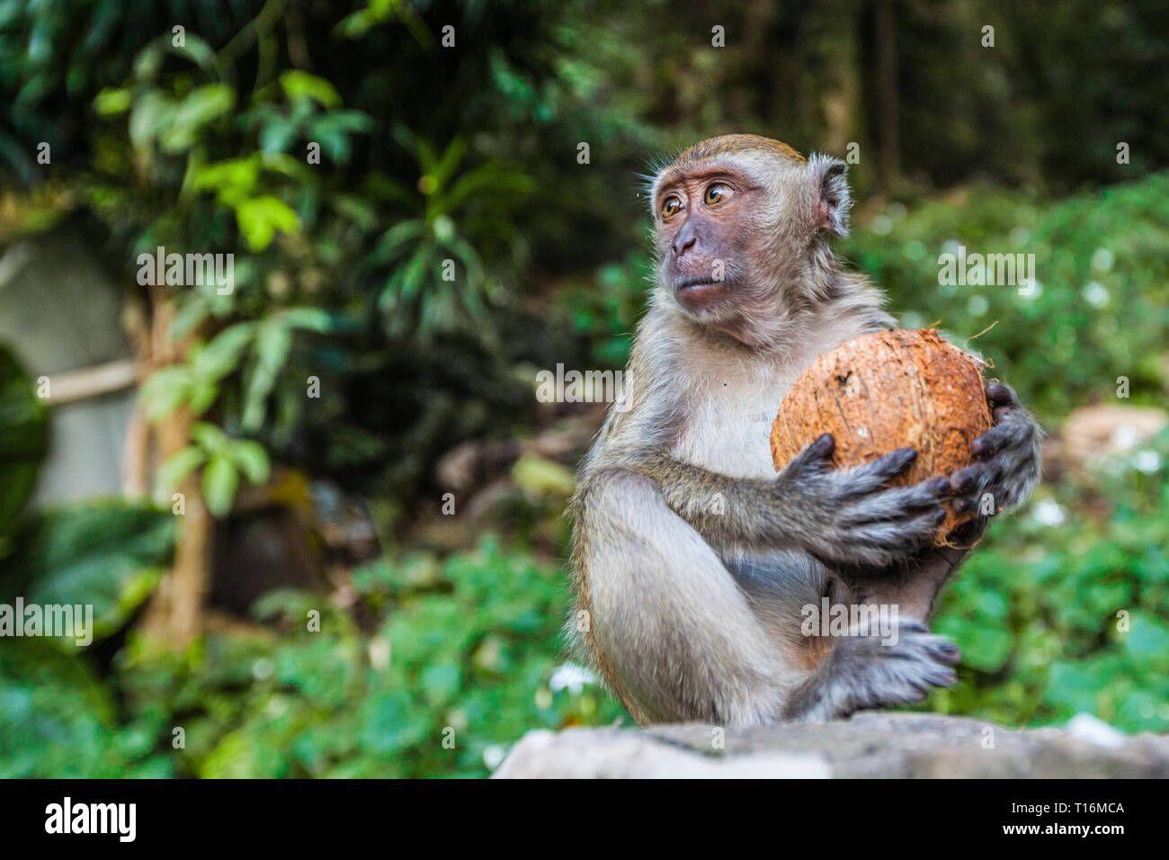 Monkey eating a coconut hi-res stock photography and images - Alamy