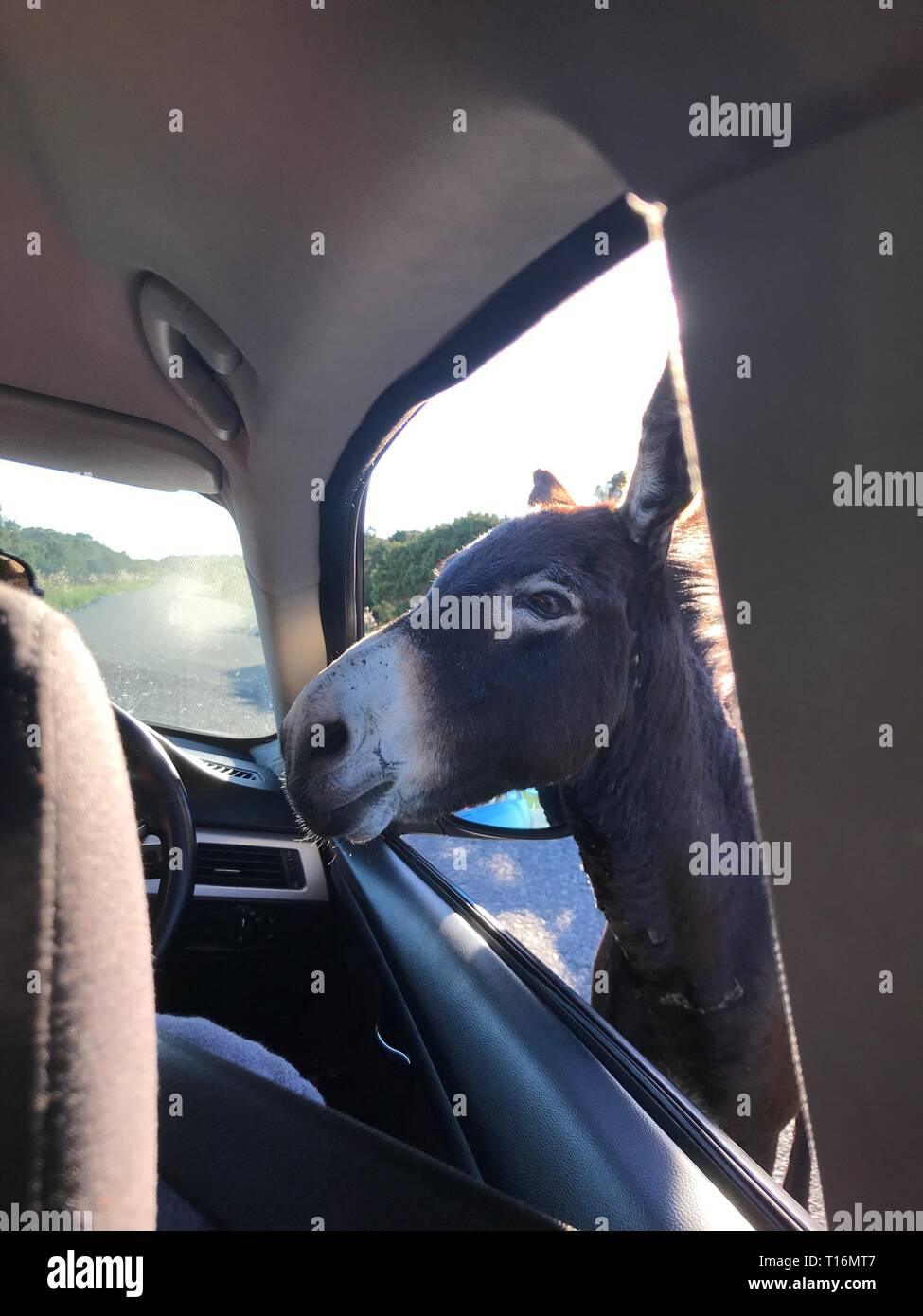 The Cyprus donkey is the donkey breed of the Mediterranean island of ...