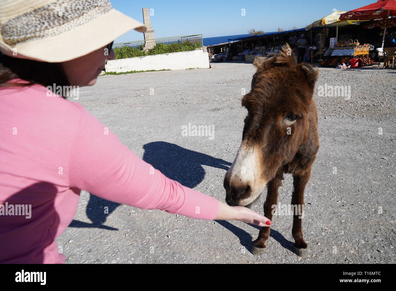 The Cyprus donkey is the donkey breed of the Mediterranean island of ...