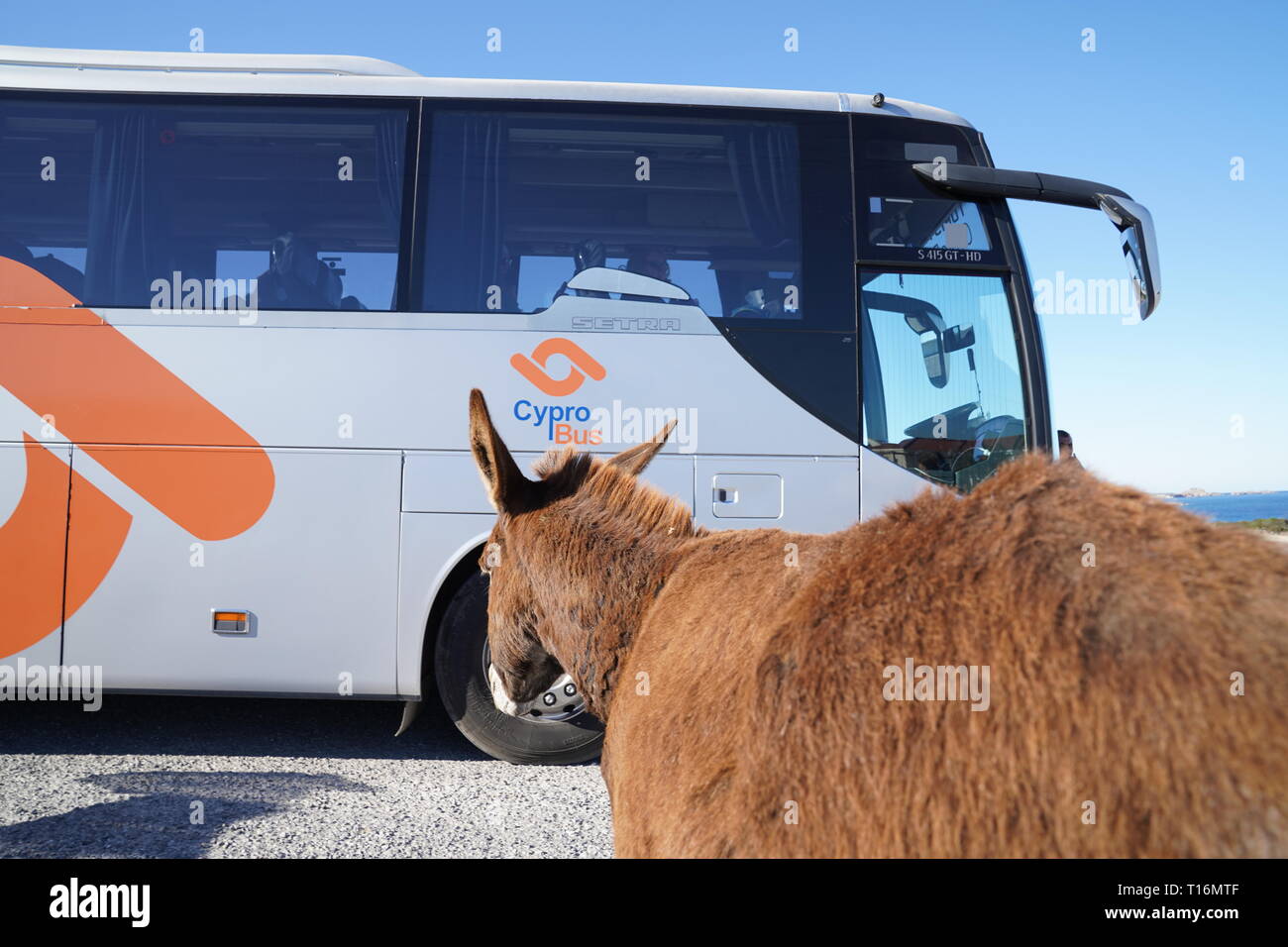 The Cyprus donkey is the donkey breed of the Mediterranean island of ...