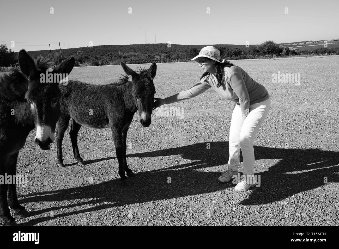 The Cyprus donkey is the donkey breed of the Mediterranean island of ...