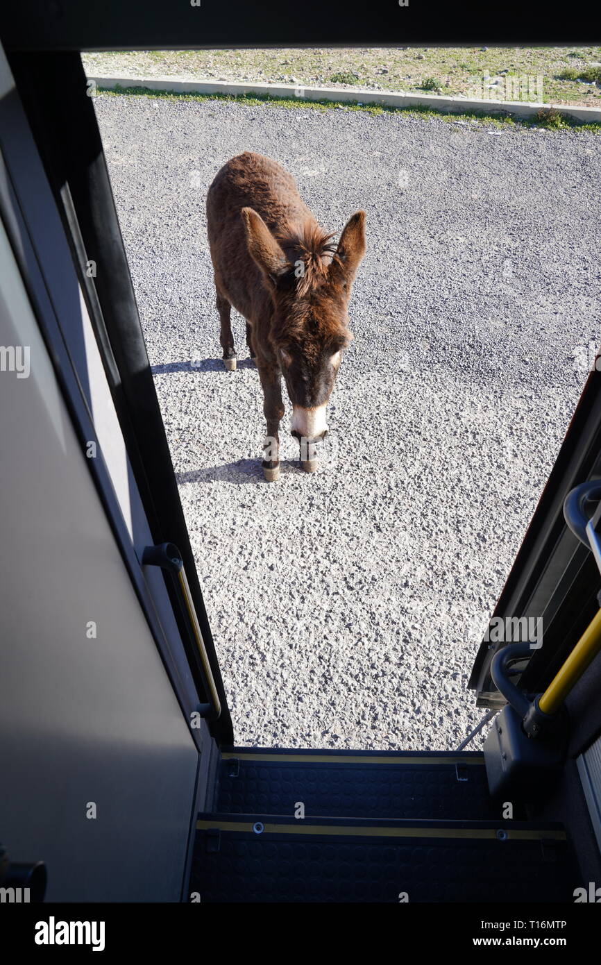 The Cyprus donkey is the donkey breed of the Mediterranean island of ...