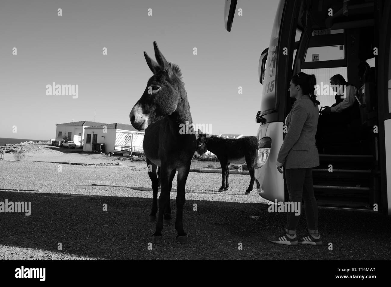 The Cyprus donkey is the donkey breed of the Mediterranean island of ...