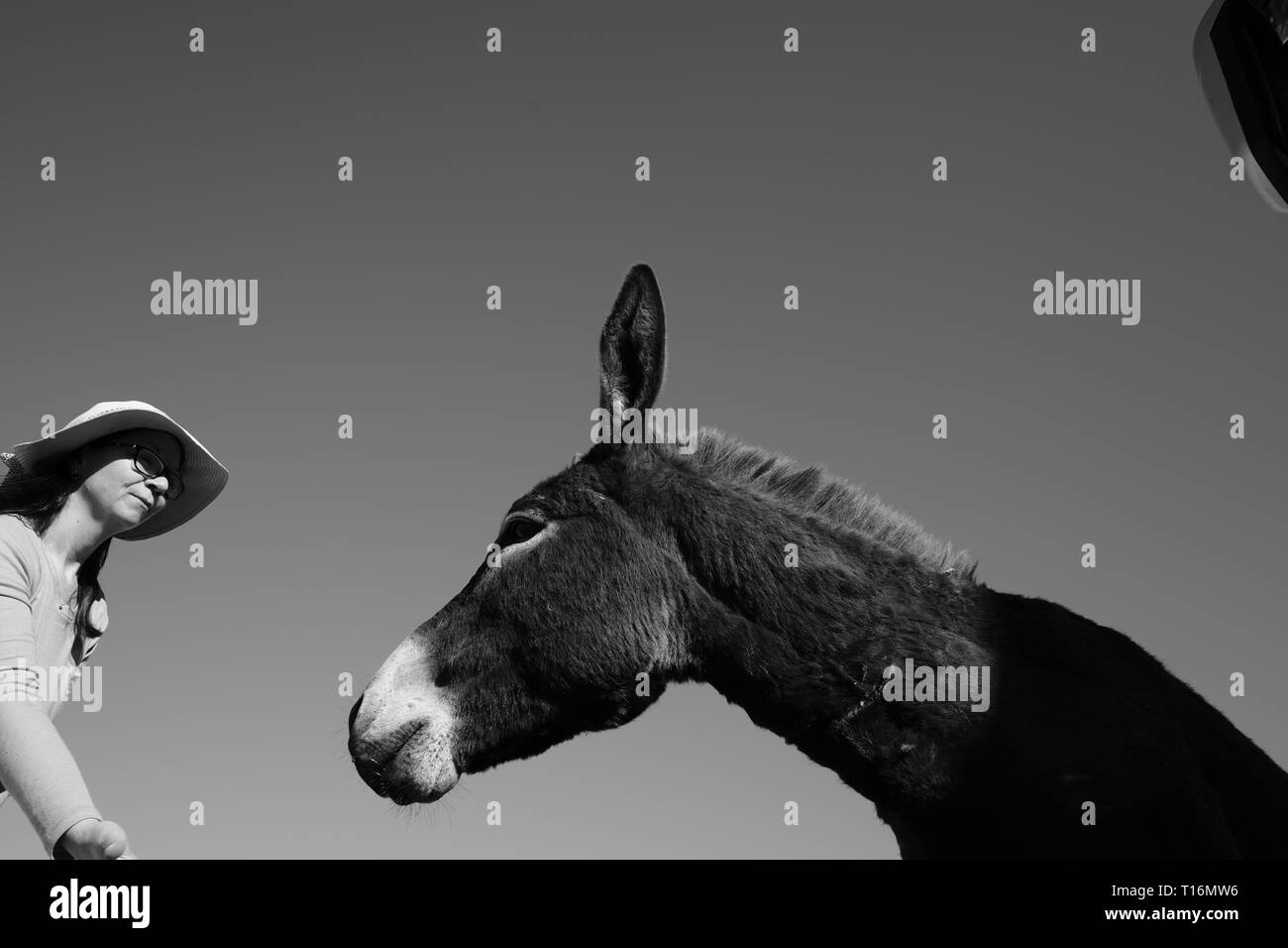 The Cyprus donkey is the donkey breed of the Mediterranean island of ...