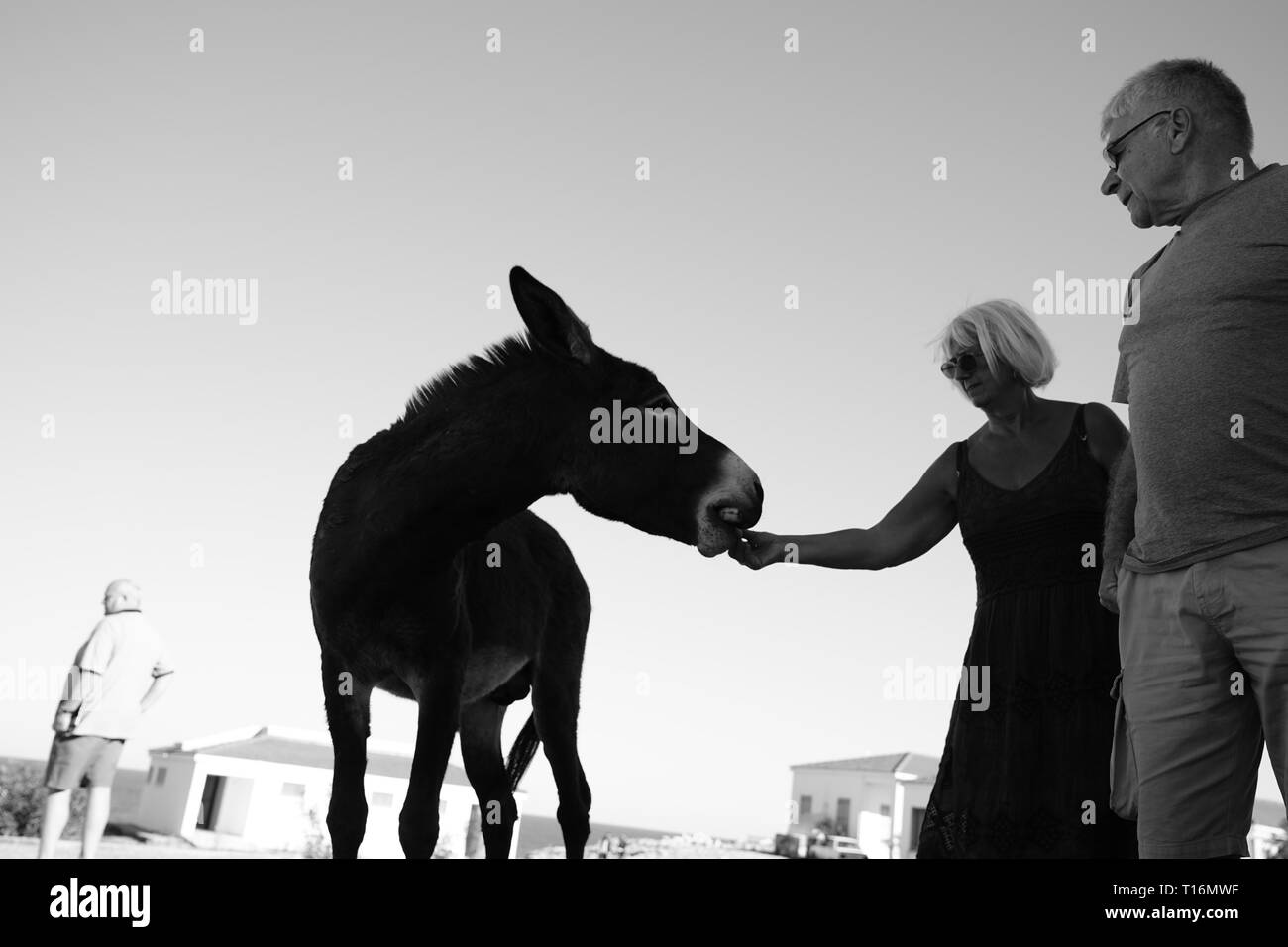 The Cyprus donkey is the donkey breed of the Mediterranean island of ...