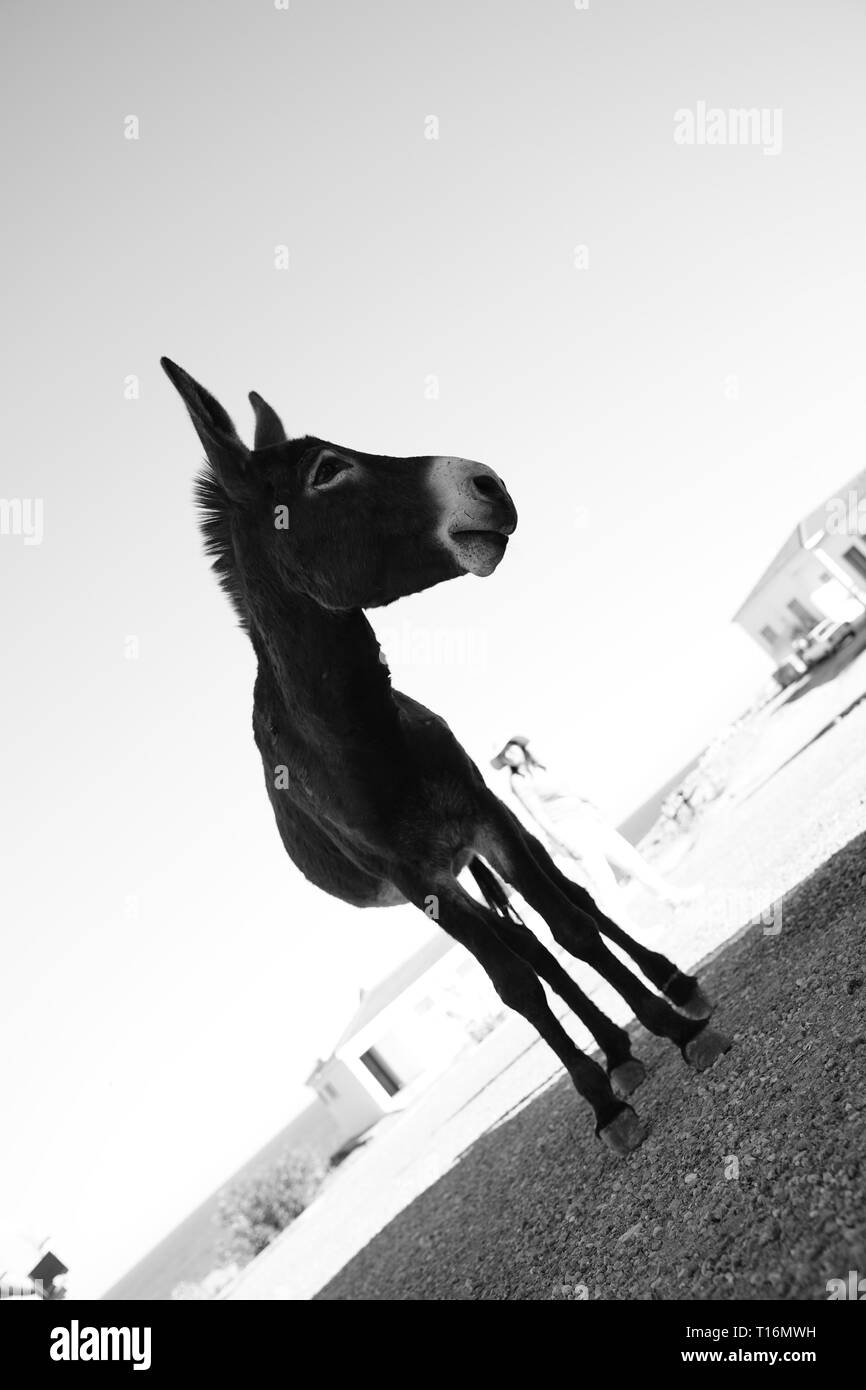 The Cyprus donkey is the donkey breed of the Mediterranean island of ...