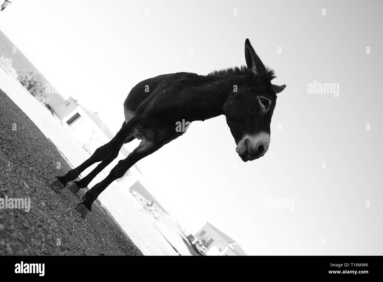 The Cyprus donkey is the donkey breed of the Mediterranean island of ...