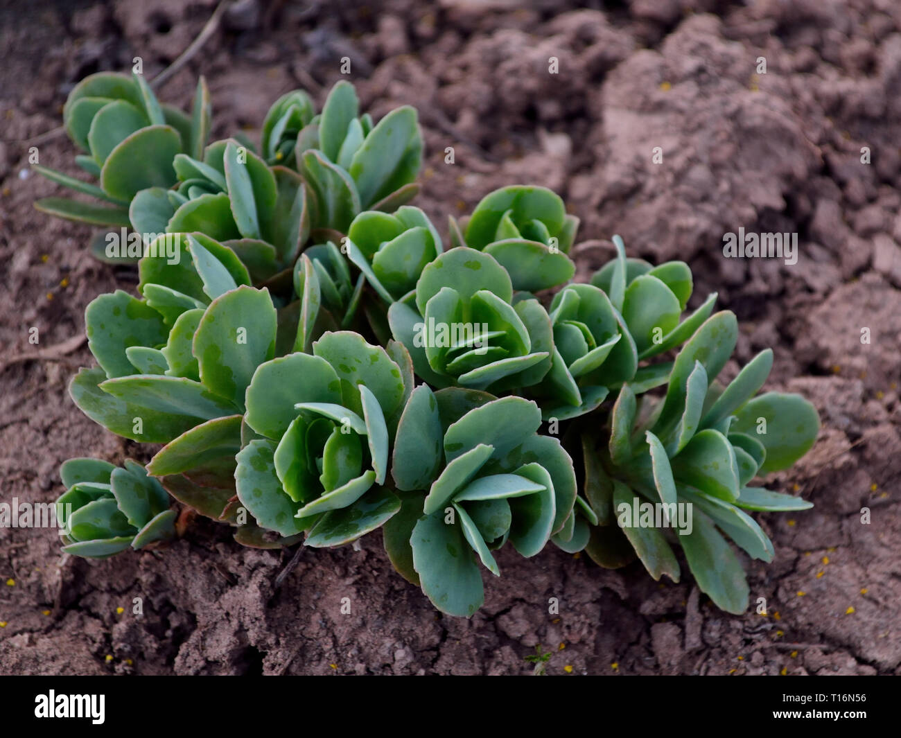 Showy stonecrop hi-res stock photography and images - Alamy