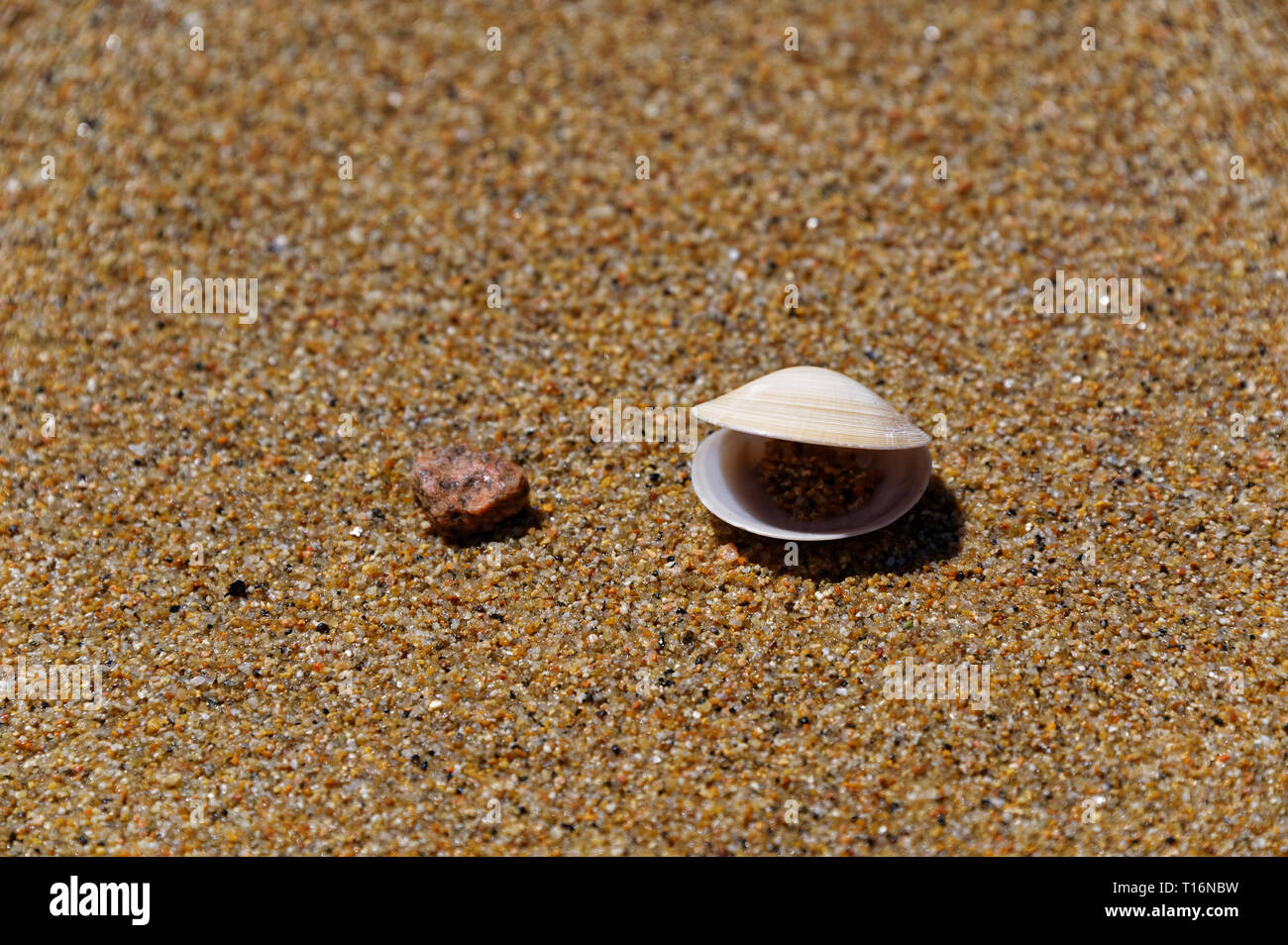 An open bivalve shell on a brown sandy beach looks like it is talking ...