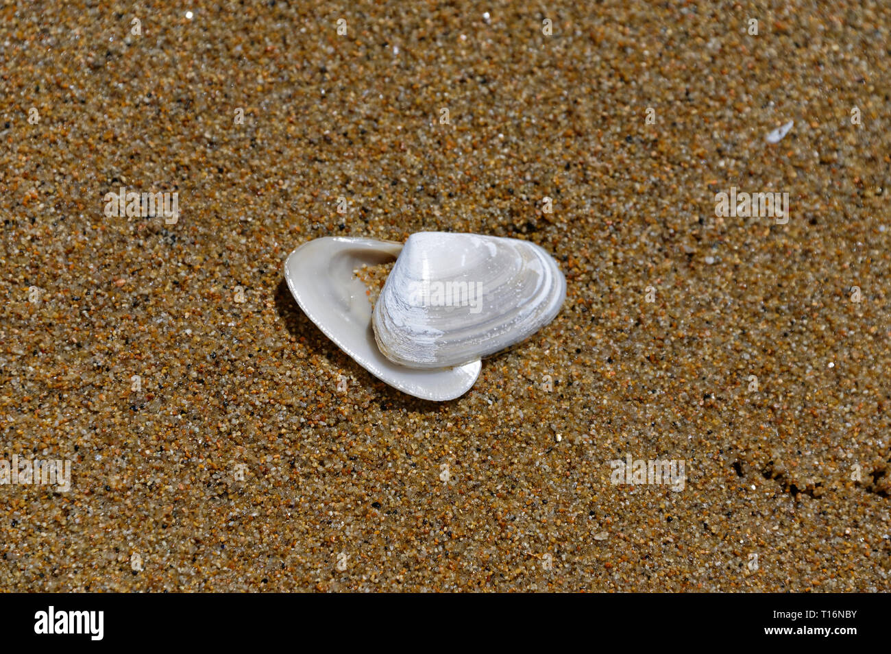 Bivalve hinge hi-res stock photography and images - Alamy