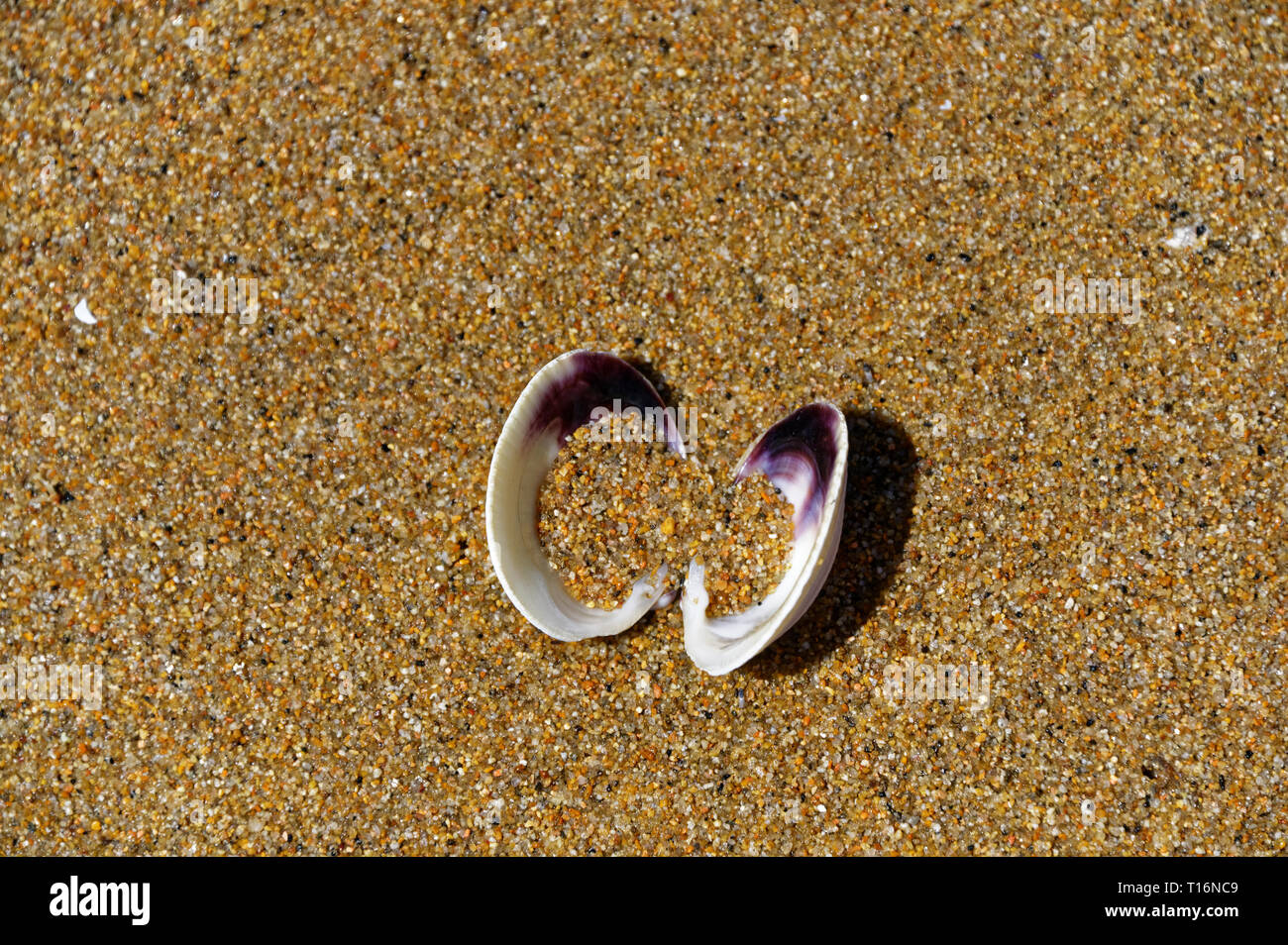 Open bivalve shell hi-res stock photography and images - Alamy