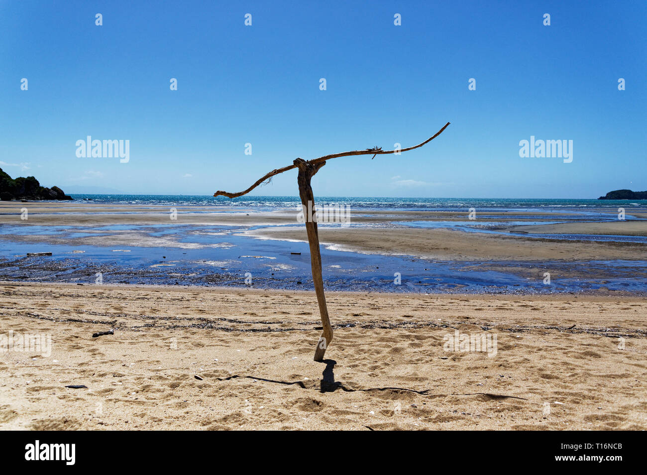 Rotten wood on a beach hi-res stock photography and images - Alamy