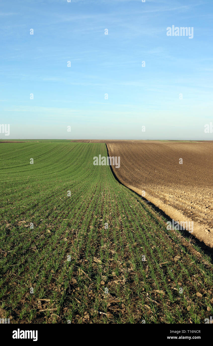 young green wheat and plowed field in spring agriculture Stock Photo ...