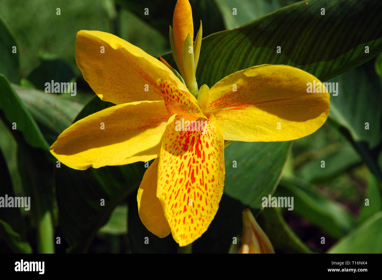 Cannae family hi-res stock photography and images - Alamy