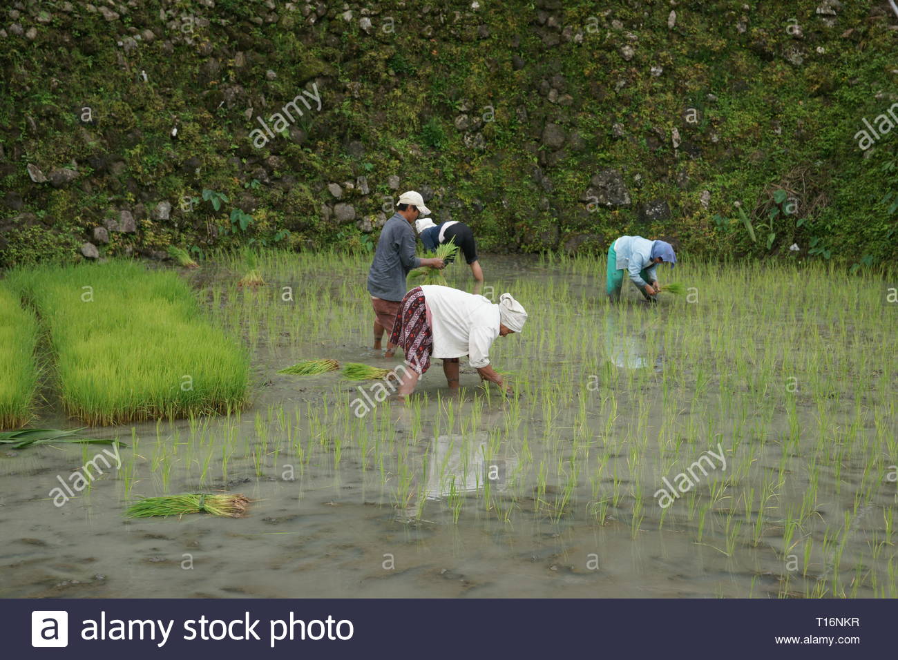 Rakhine Myanmar Stock Photos & Rakhine Myanmar Stock Images - Alamy
