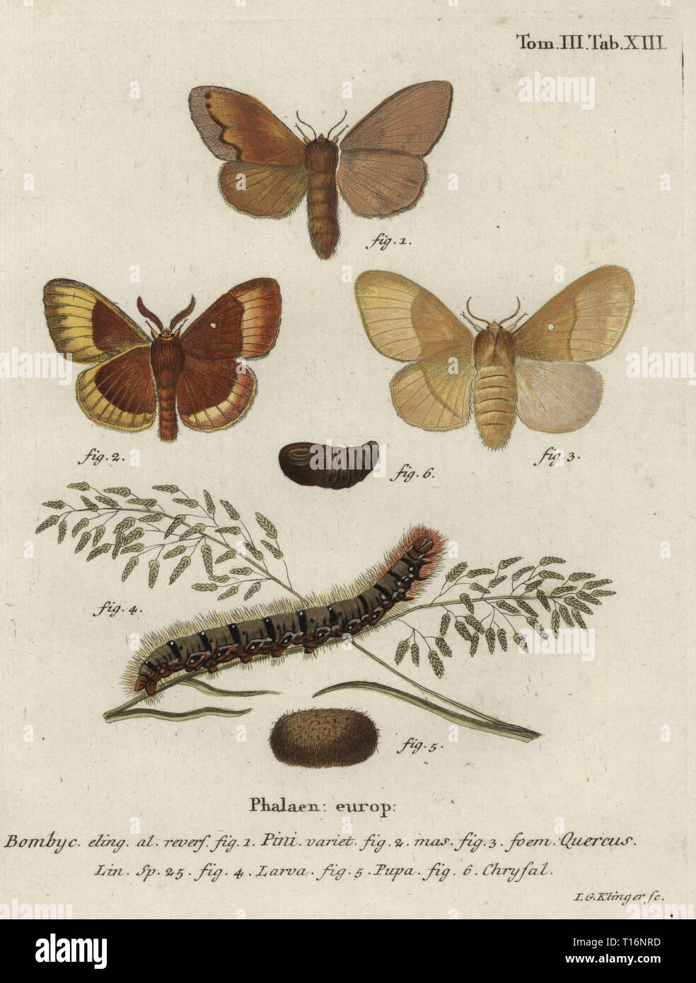 Pine tree lappet variety, Dendrolimus pini 1, and oak eggar, Lasiocampa ...