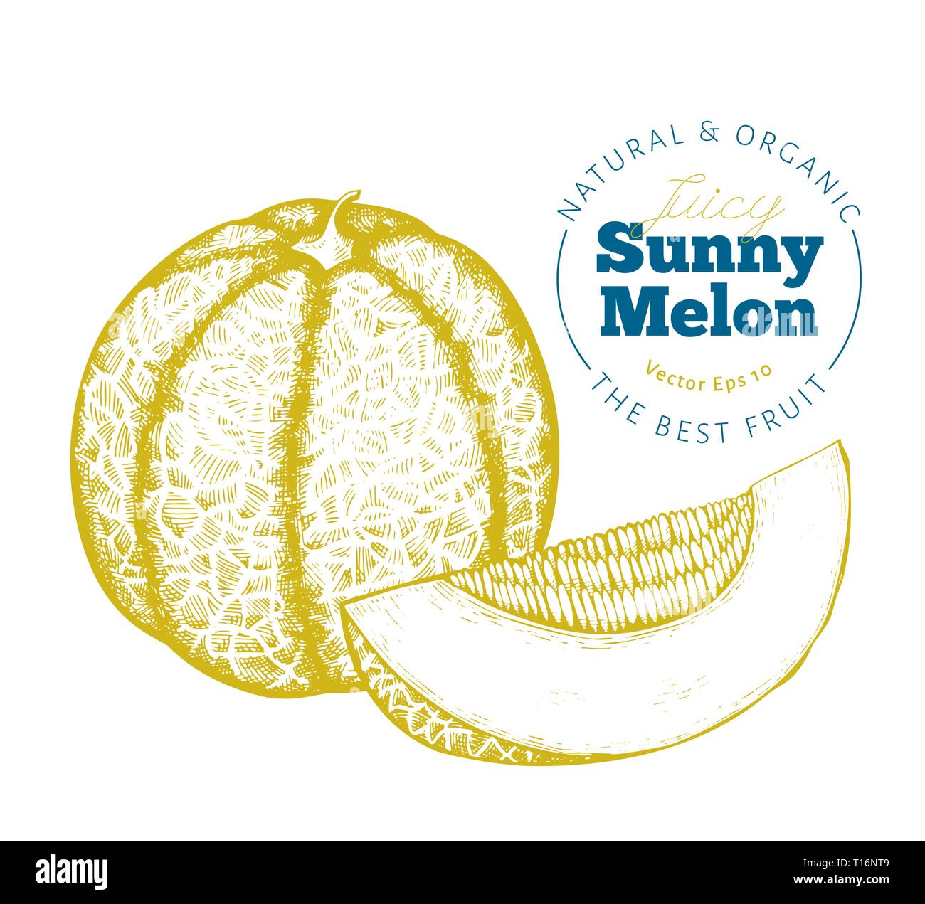 Melon botanical illustration hi-res stock photography and images - Alamy