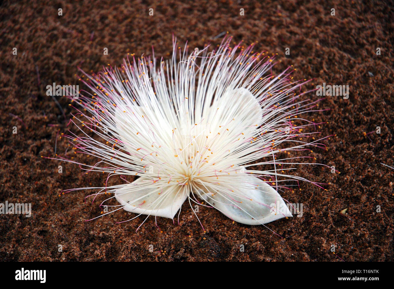 Barringtonia hi-res stock photography and images - Alamy