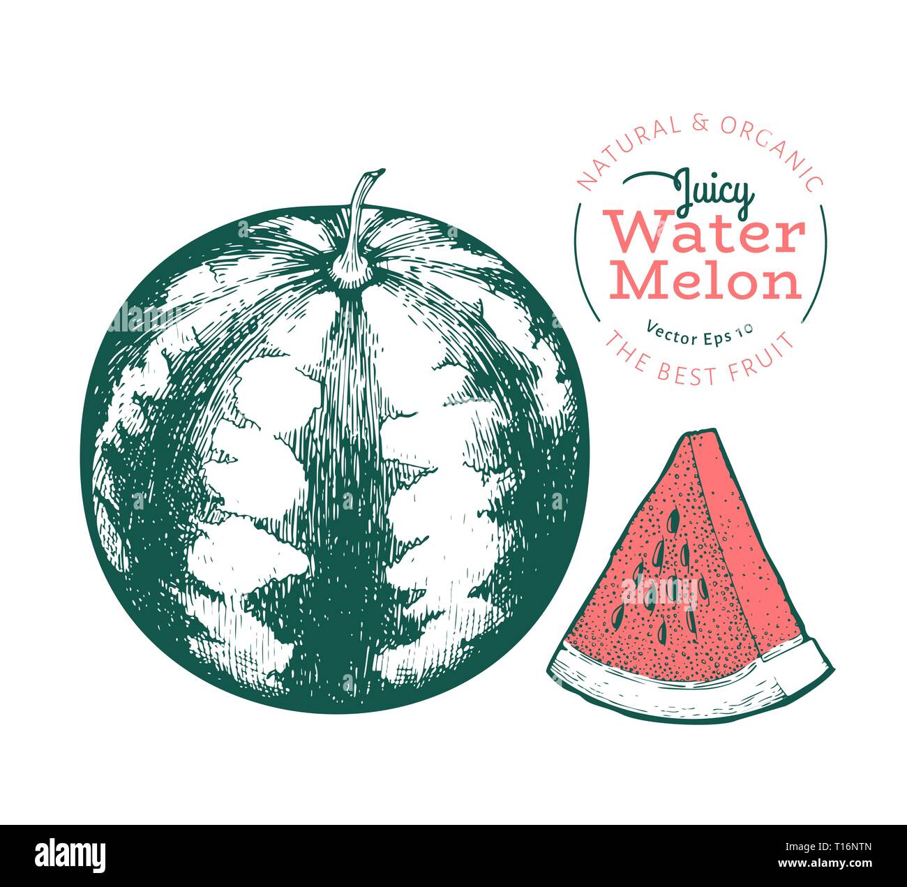 Watermelon and a piece of watermelon. Hand drawn vector exotic fruit ...