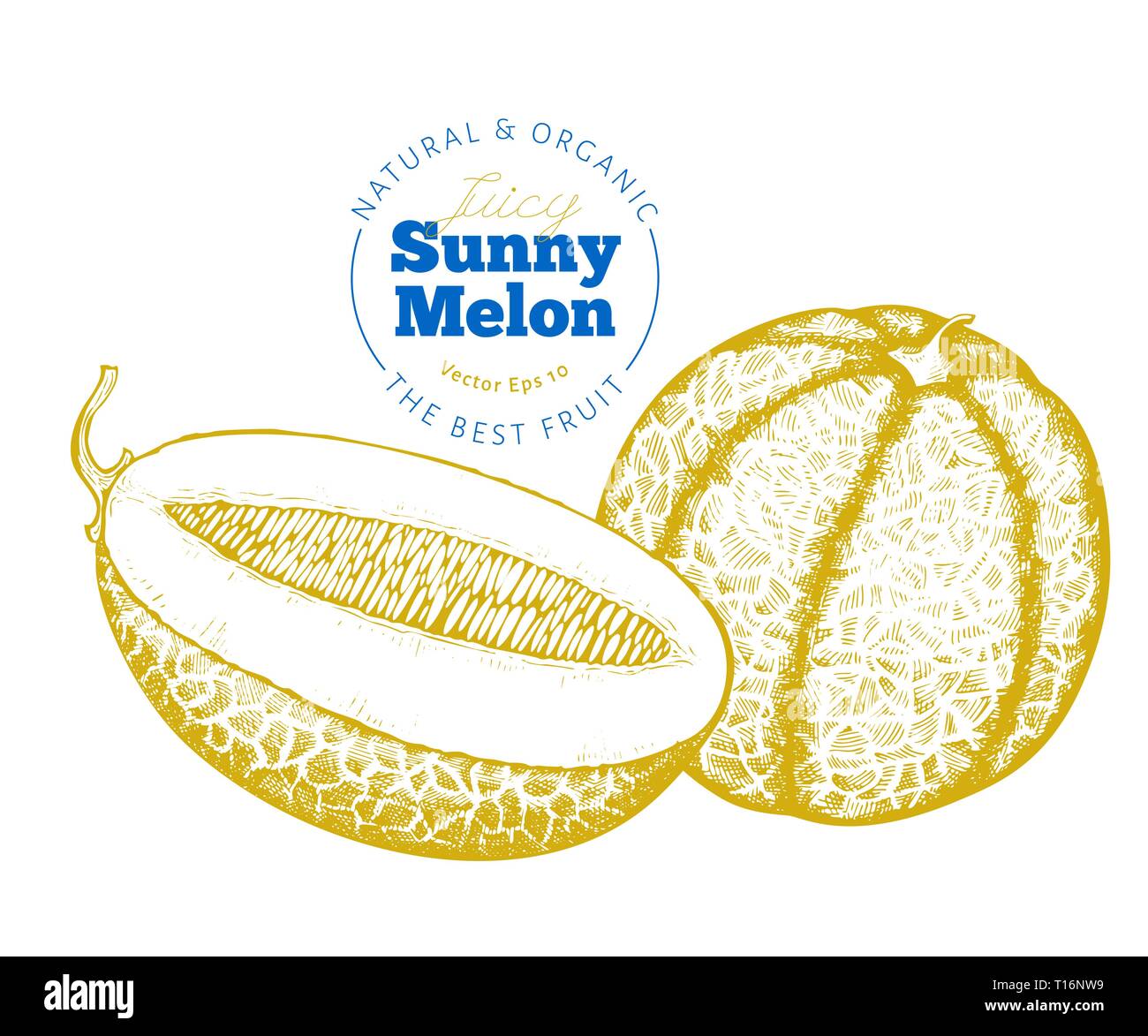 Whole melon and a half of melon. Hand drawn vector exotic fruit ...