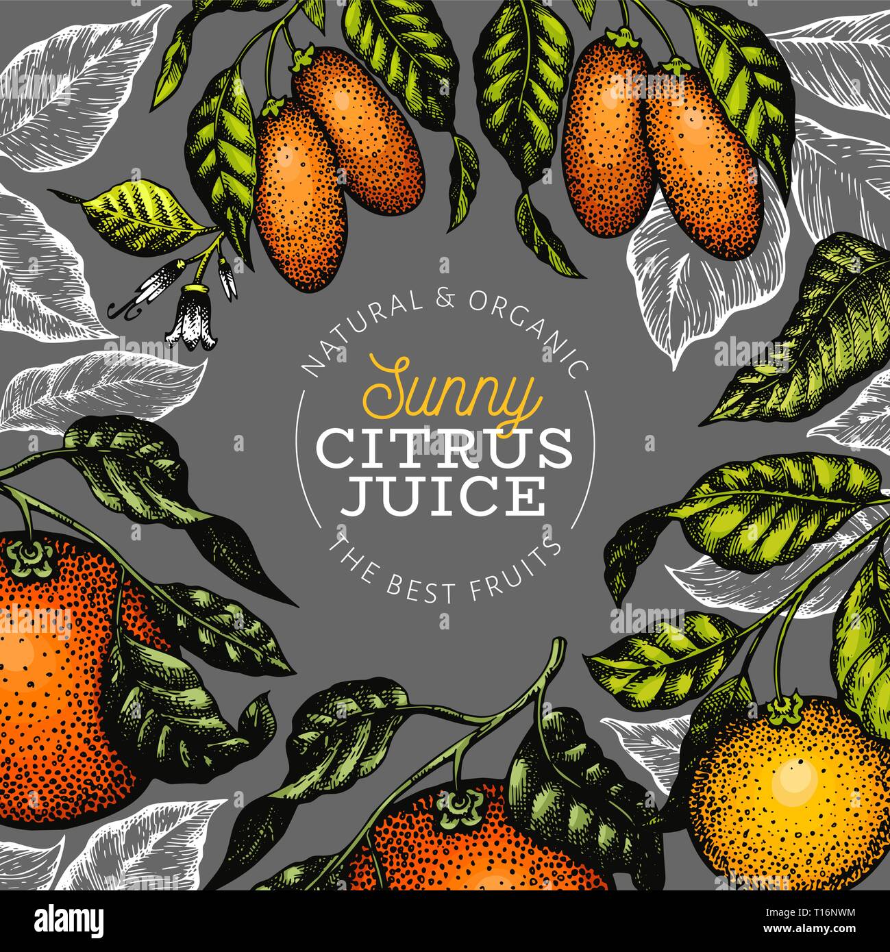 Citrus design templete. Hand drawn vector colour fruit illustration on ...