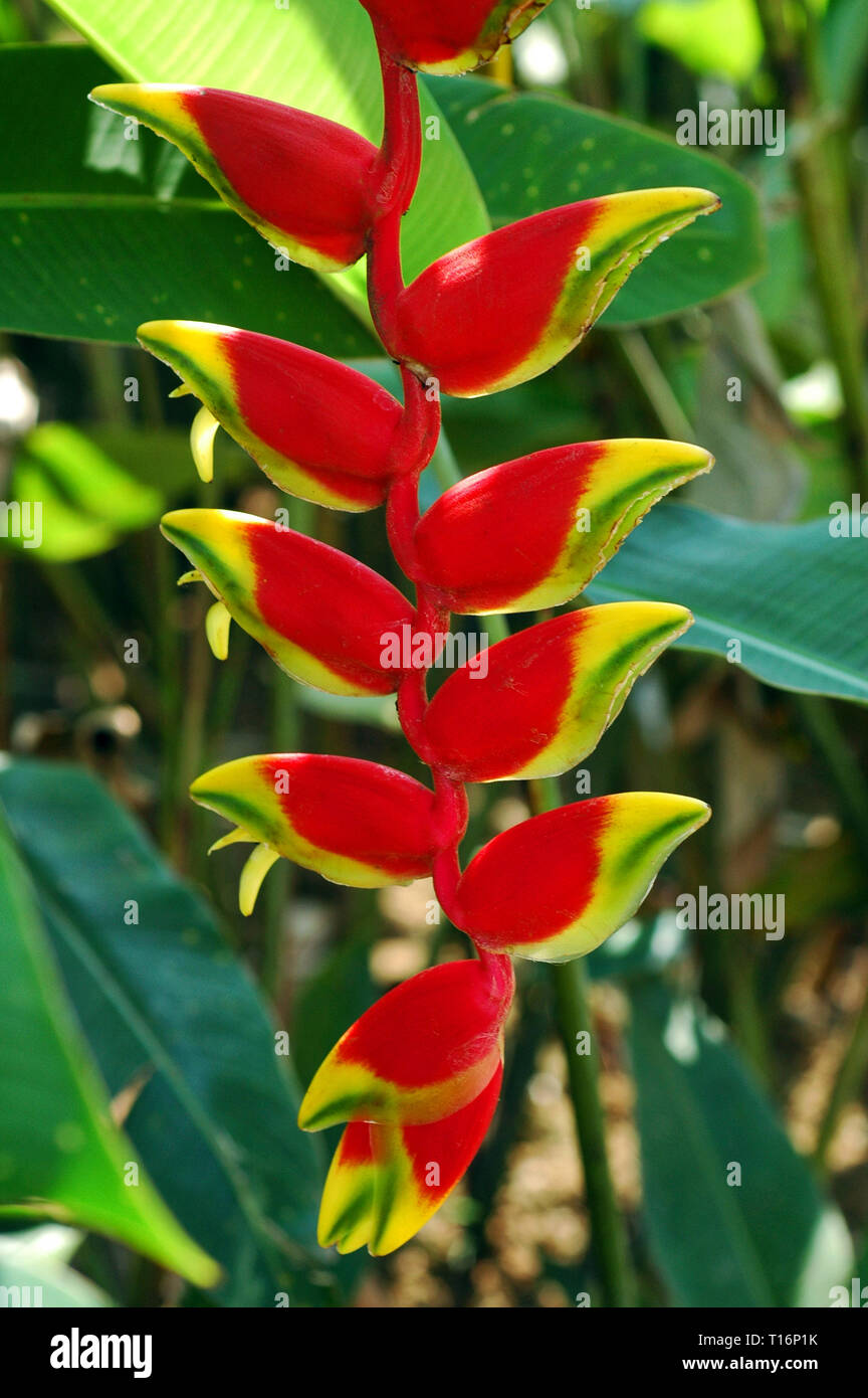 Heliconia family hi-res stock photography and images - Alamy