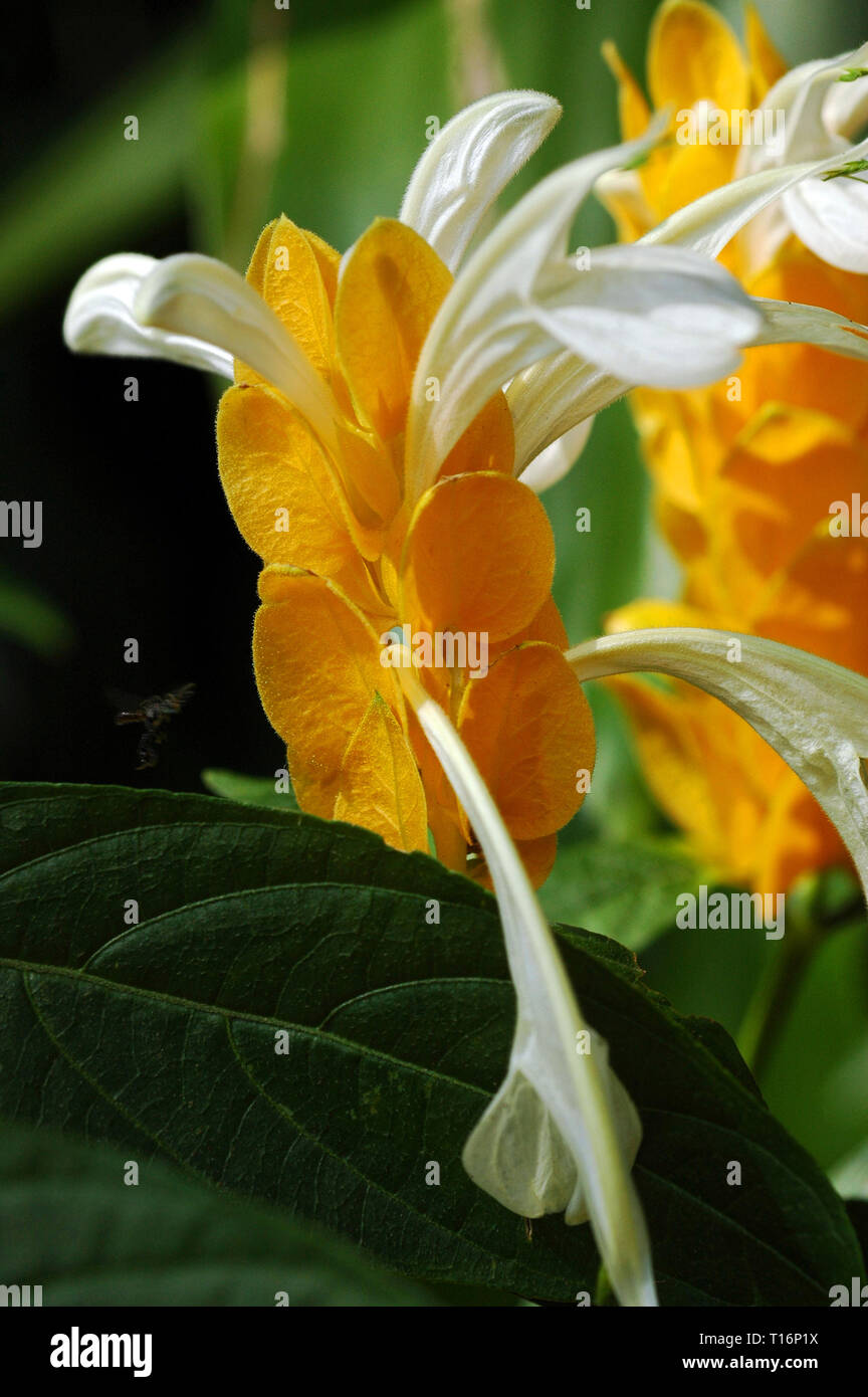 Pachystachys lutea images hi-res stock photography and images - Alamy