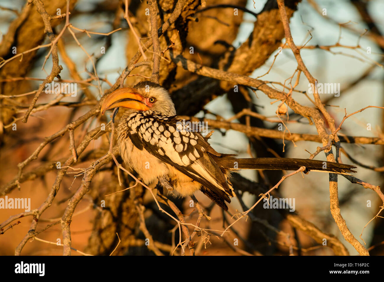 Southern Yellow-billed Hornbill - Tockus leucomelas, beautiful colorful ...