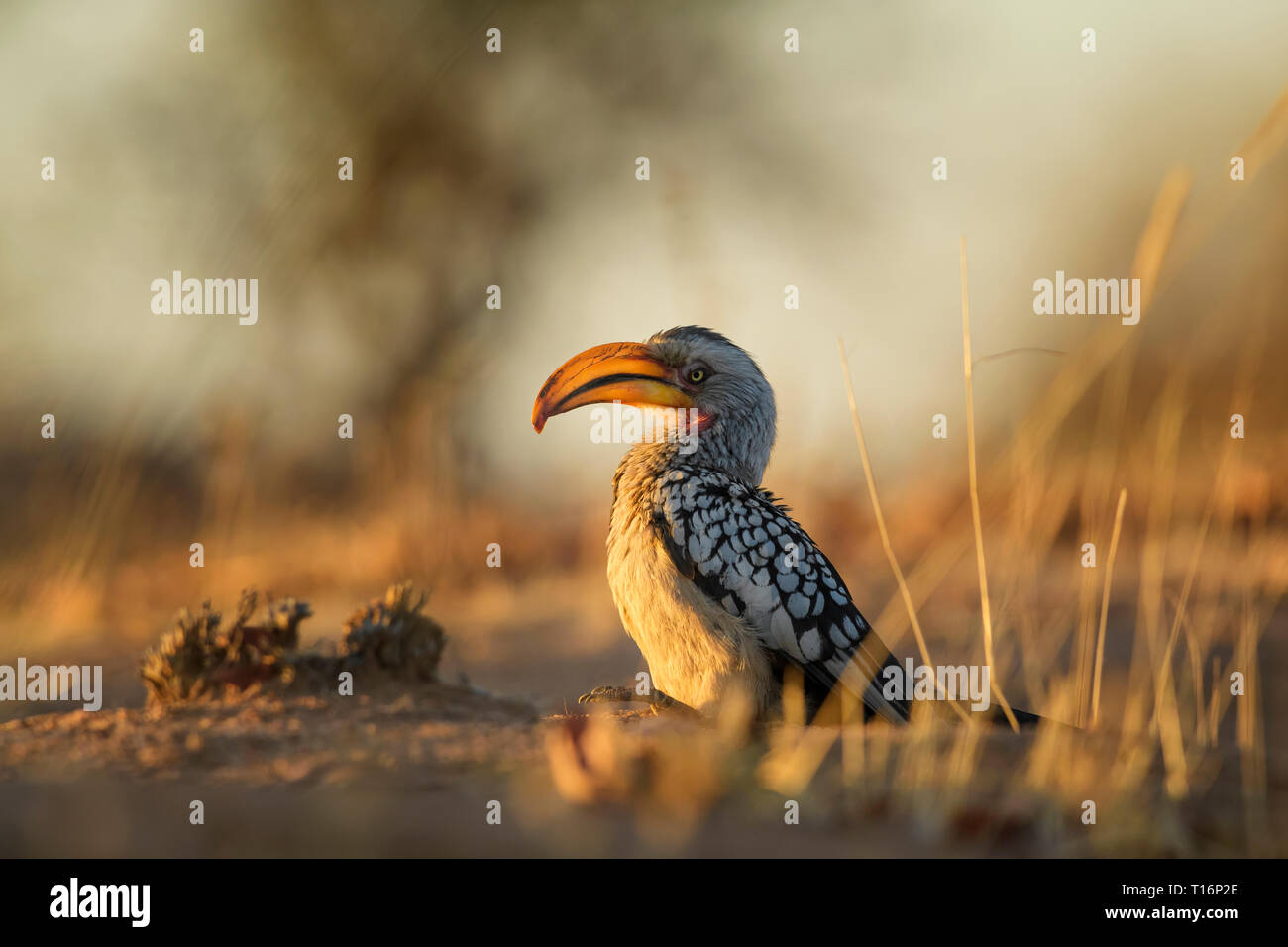 Southern Yellow-billed Hornbill - Tockus leucomelas, beautiful colorful ...