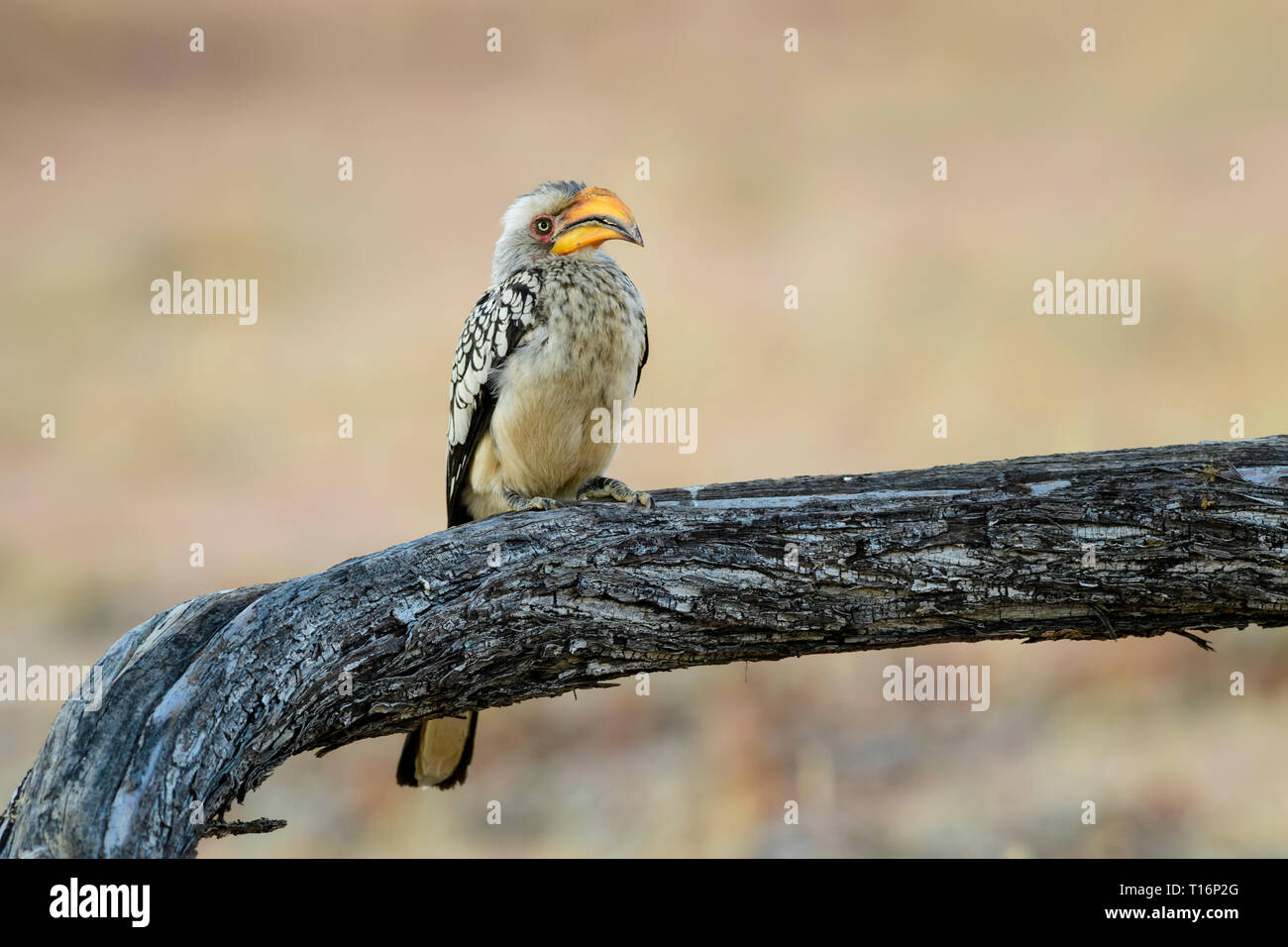 Southern Yellow-billed Hornbill - Tockus leucomelas, beautiful colorful ...