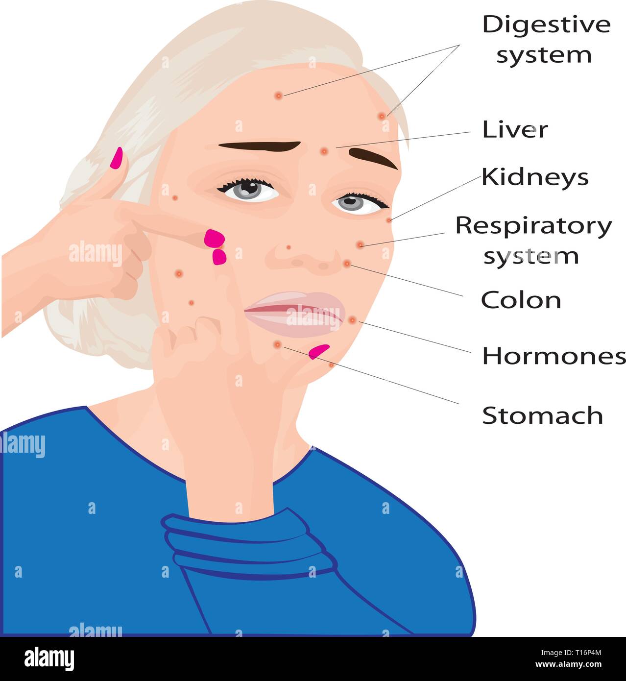 Face mapping organs hi-res stock photography and images - Alamy