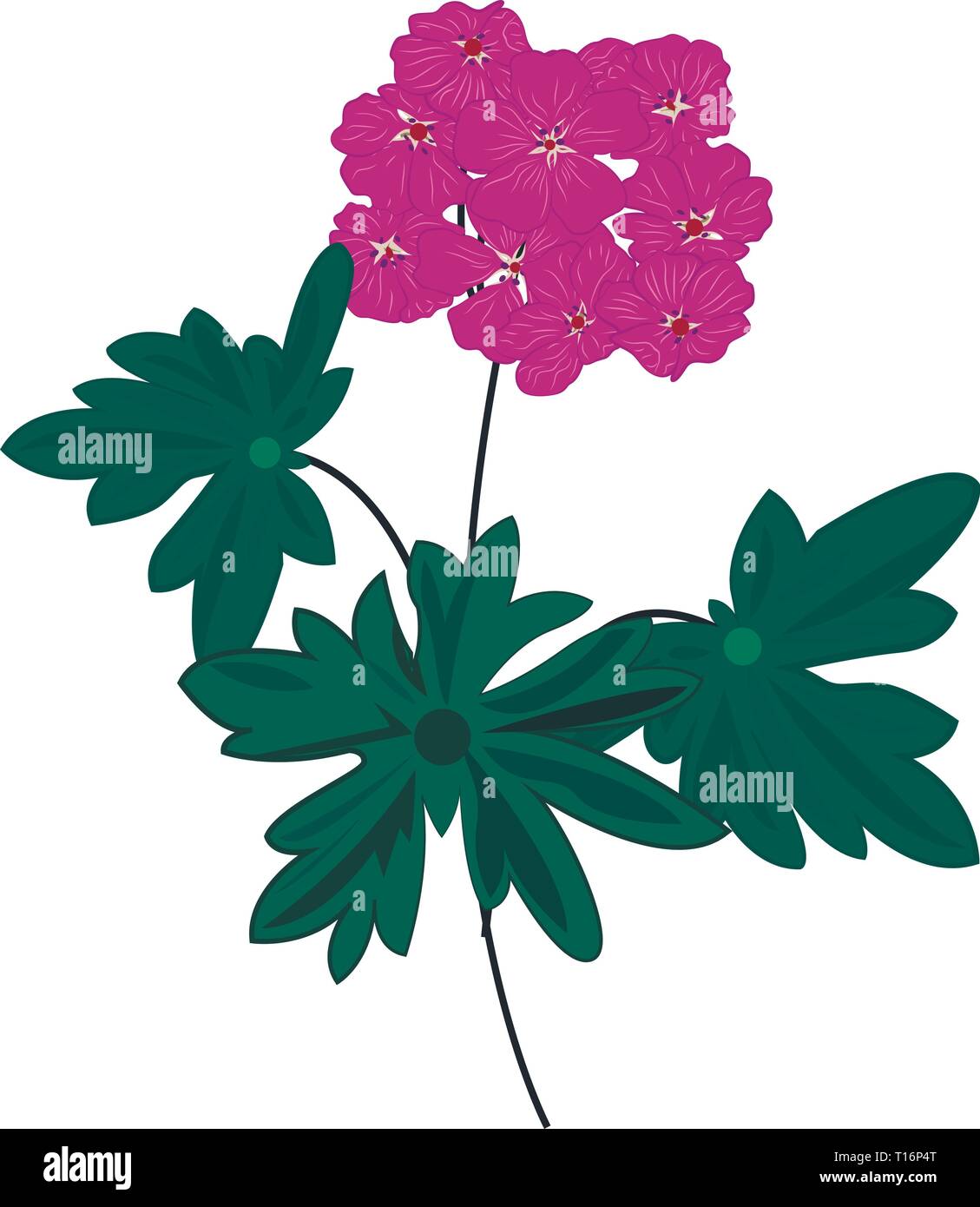 Geranium vector illustration on a white background isolated Stock ...