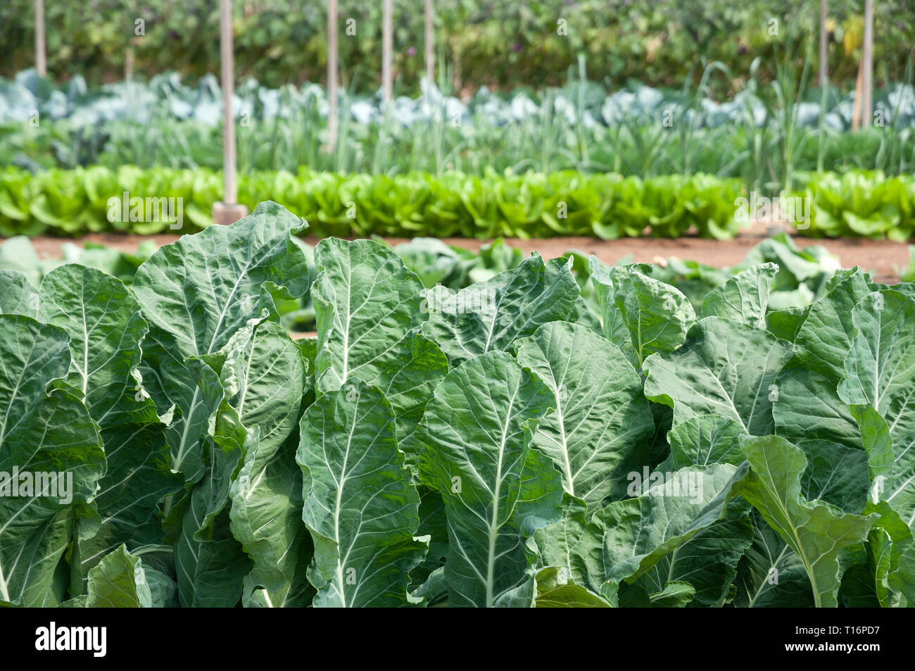 Modern green house, growing organic food Stock Photo - Alamy