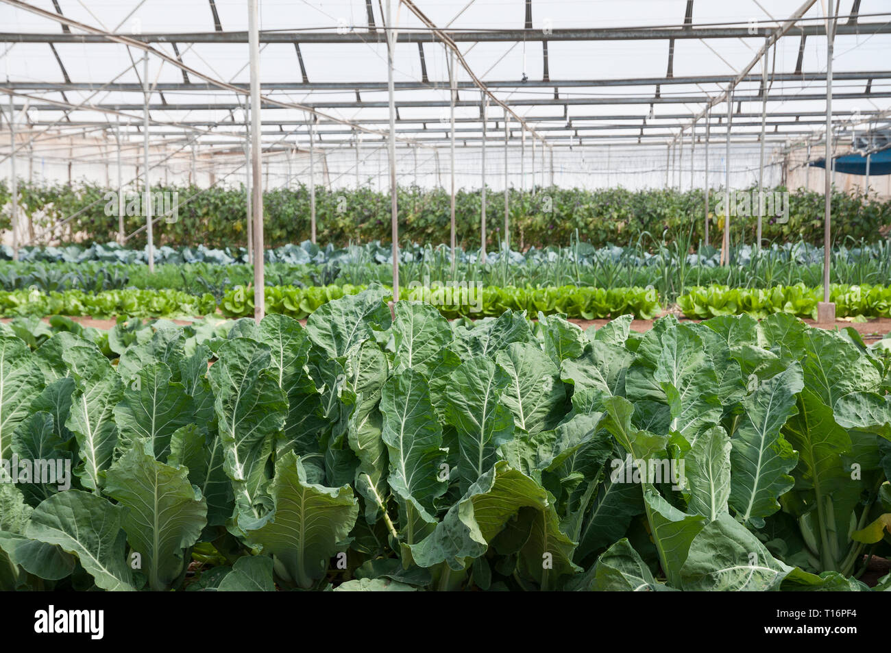 Modern green house, growing organic food Stock Photo - Alamy