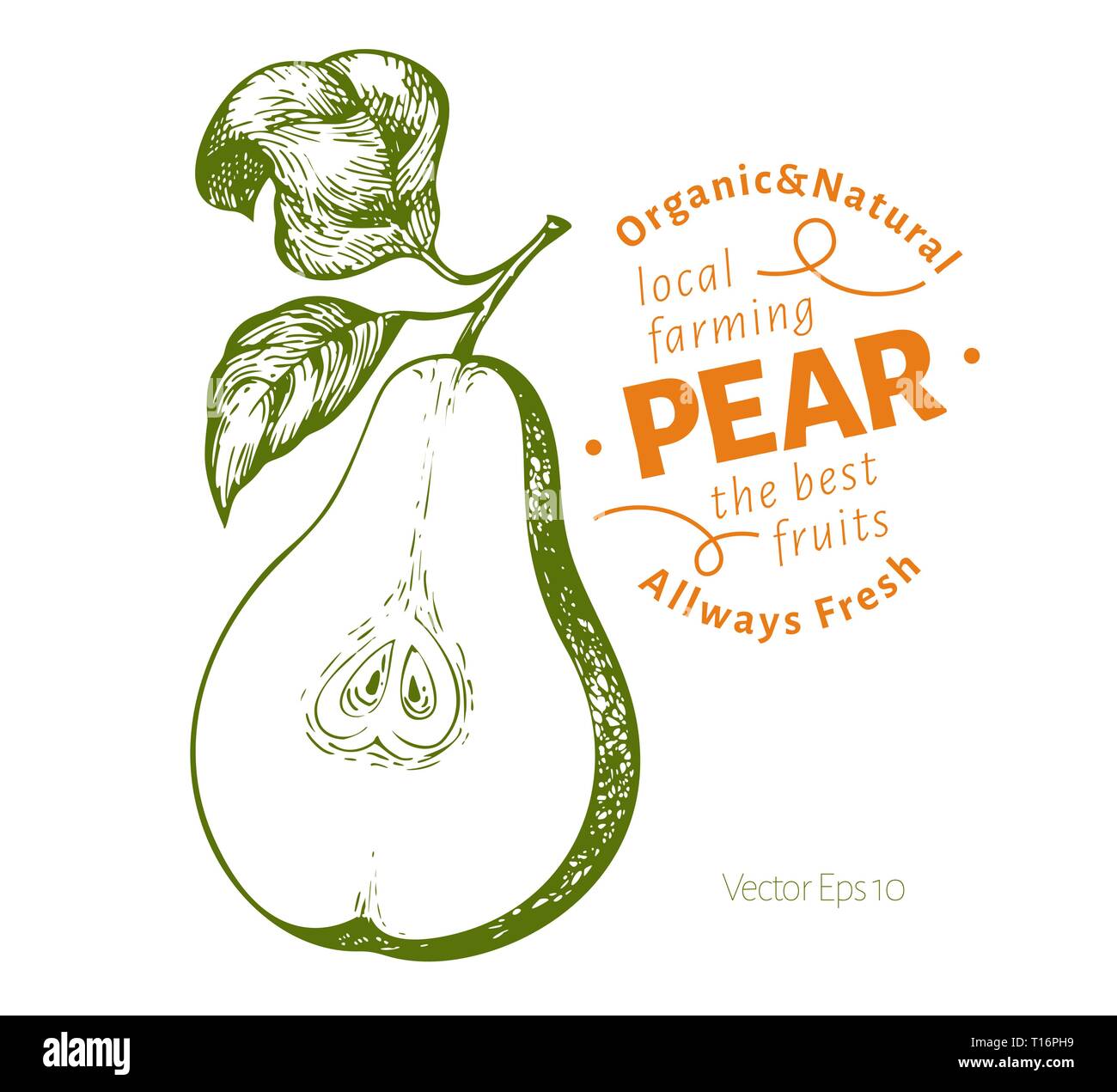 Pear with leaves. Hand drawn vector garden fruit illustration. Engraved ...
