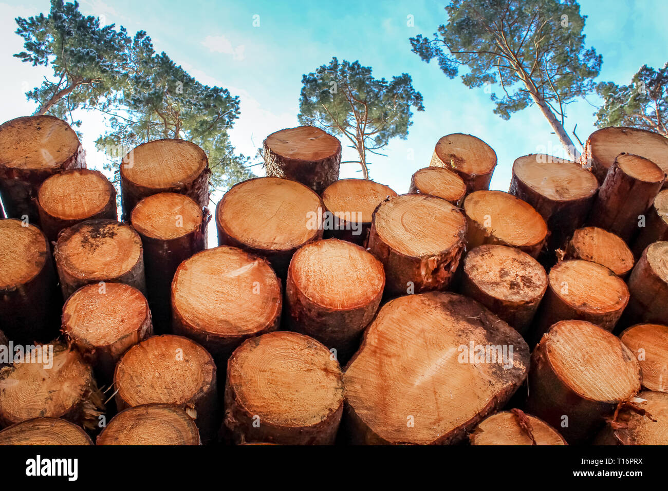 timber firewood stack with blue sky background Stock Photo - Alamy