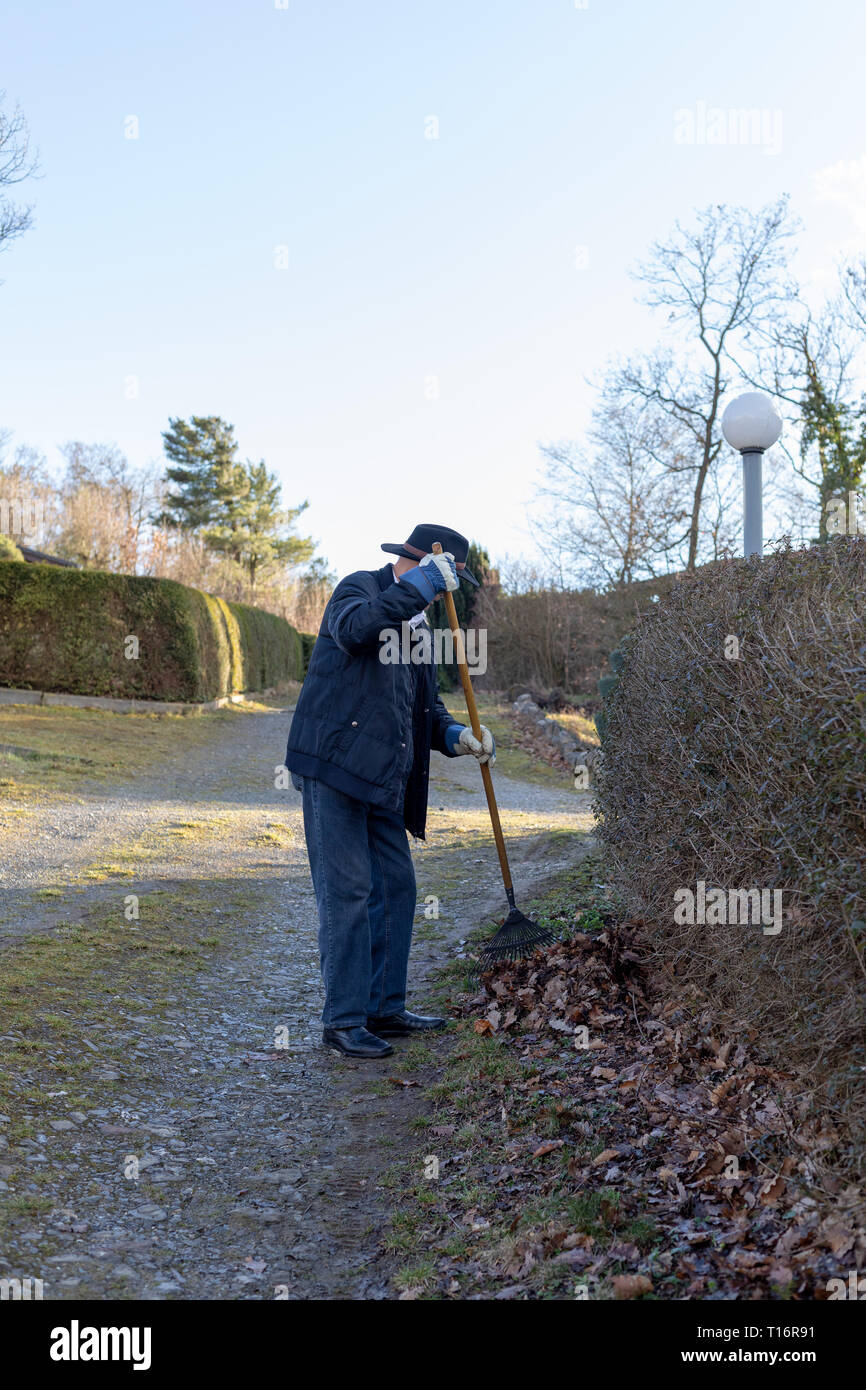 Old man raking fallen leaves in the garden, senior man gardening Stock ...