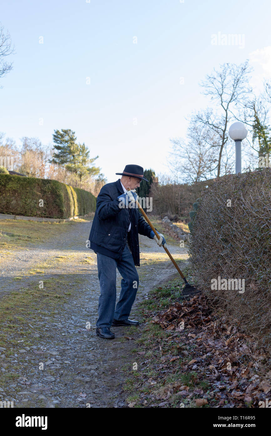 Old man raking fallen leaves in the garden, senior man gardening Stock ...