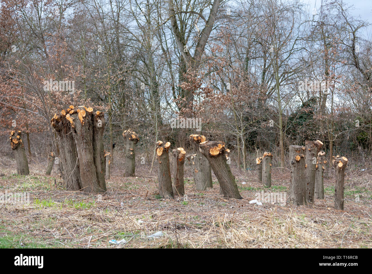 Tree stumps after deforestation located around Germany in Worms Stock ...